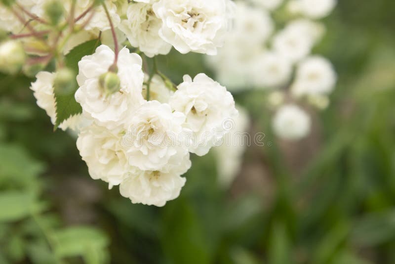 Bush of White Beautiful Roses on a Background of Green Leaves Stock ...