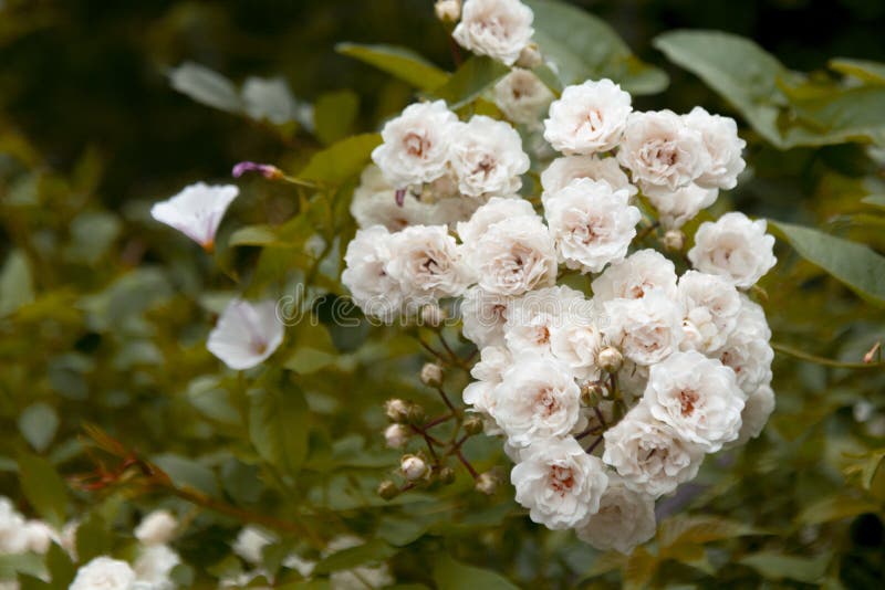 Bush of White Beautiful Roses on a Background of Green Leaves Stock ...