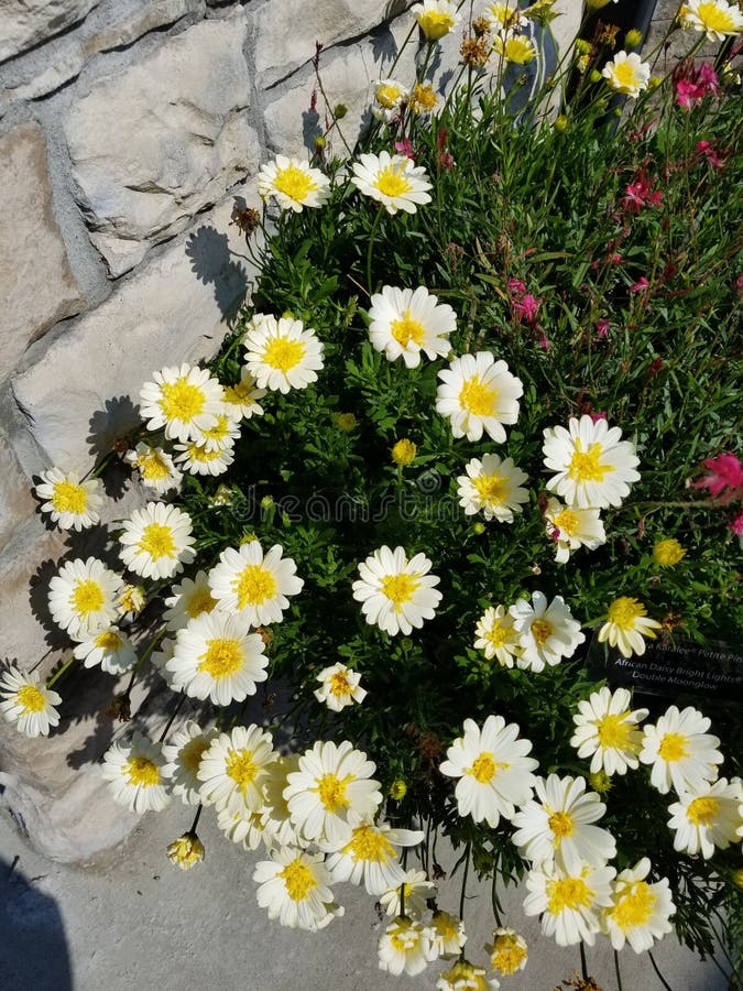 Bush of white daisies stock photo. Image of flower, daisies - 149809408