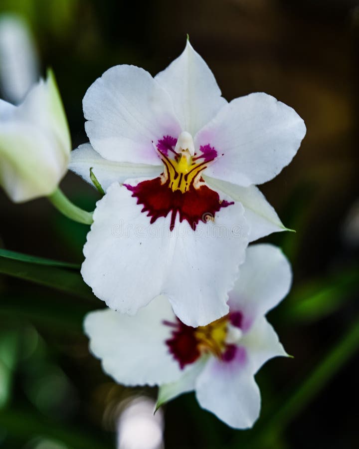 Bush of White, Flowering Miltonia, Close-up, Vertical Stock Image ...