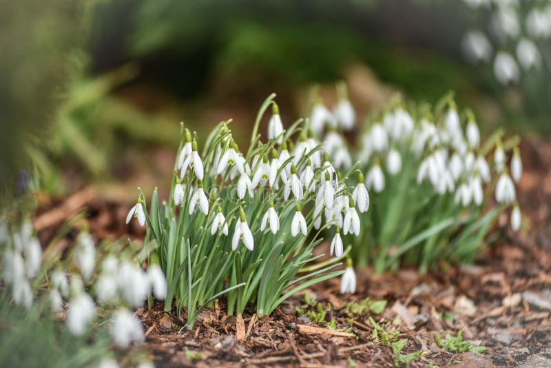 Bush of White, Flowering Snowdrop Stock Image - Image of flowering ...