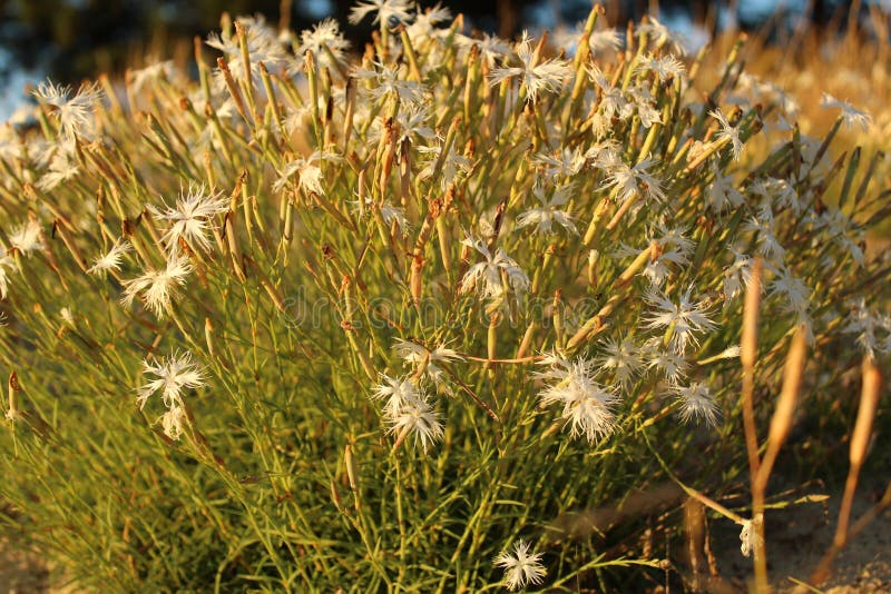 Bush with White Flowers on Four Petals Close Up Side View at Sunset in ...