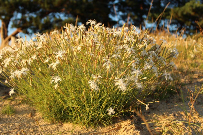 Bush with White Flowers on Four Petals Close Up Side View at Sunset in ...