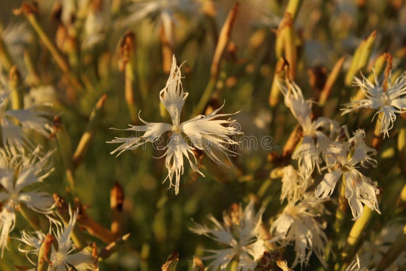 Bush with White Flowers on Four Petals Close Up Side View at Sunset in ...