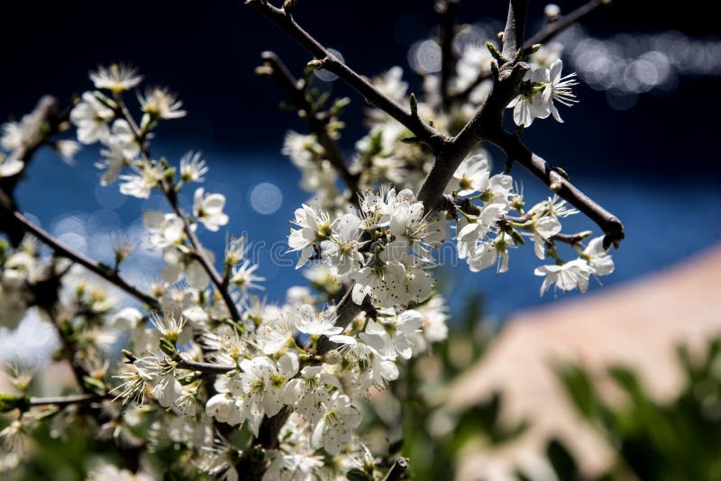 Bush with White Flowers in Spring Stock Image - Image of blooming ...