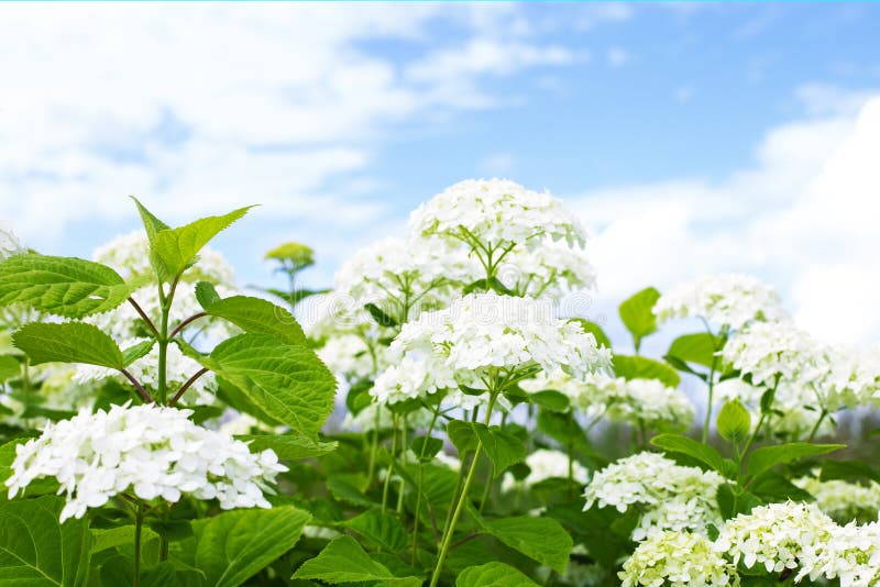 Hydrangea Against Rustic Wood Stock Image - Image of autumn ...
