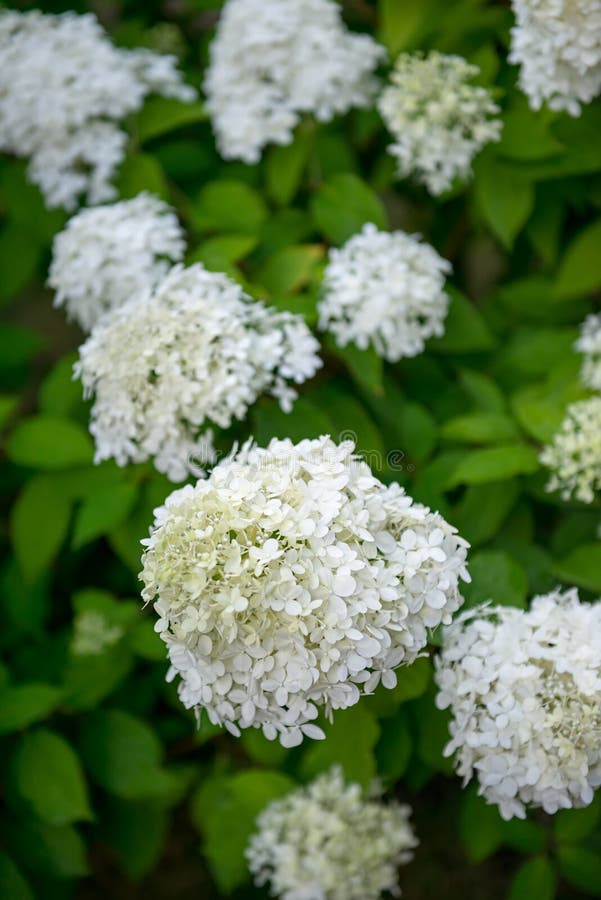The Bush white hydrangeas stock image. Image of bush - 110779447