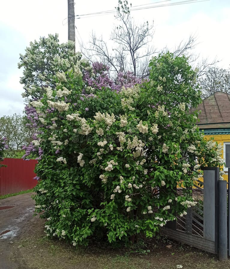 Bush of White Lilac. Blooming White Lilac. Lilac Inflorescence Stock ...