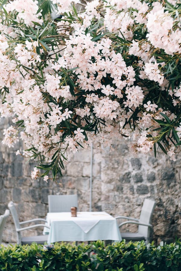 Oleander wall stock photo. Image of arid, oleander, mountains - 161201938
