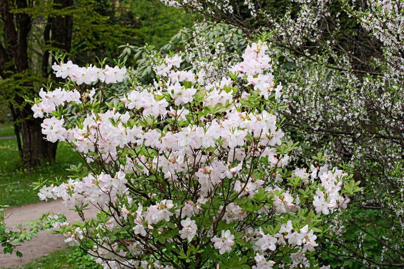 A Bush of White Rhododendron Stock Image - Image of green, decorative ...