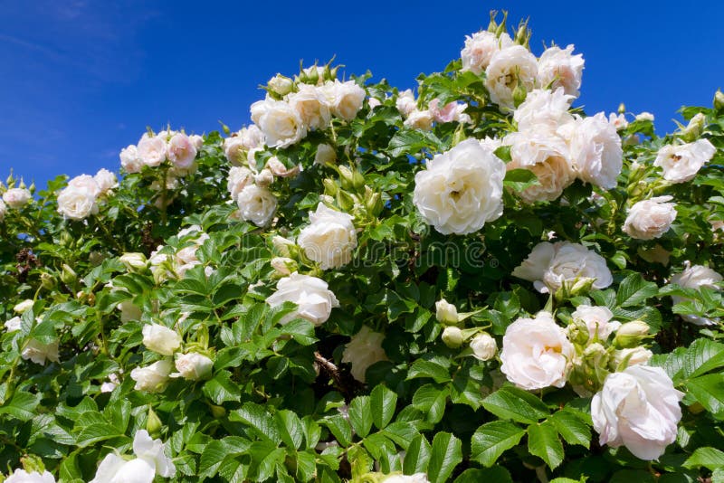 Bush of white roses stock image. Image of bush, rose - 20008497