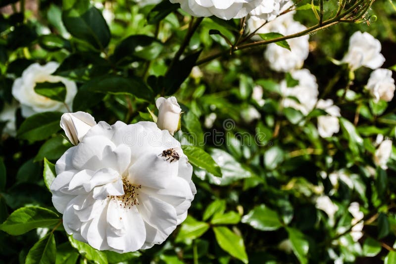Bush of White Roses and a Bee Stock Image - Image of nectar, flora ...
