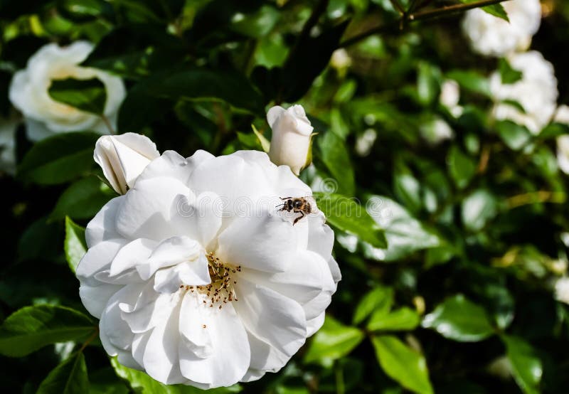 Bush of White Roses and a Bee Stock Image - Image of backyard, love ...