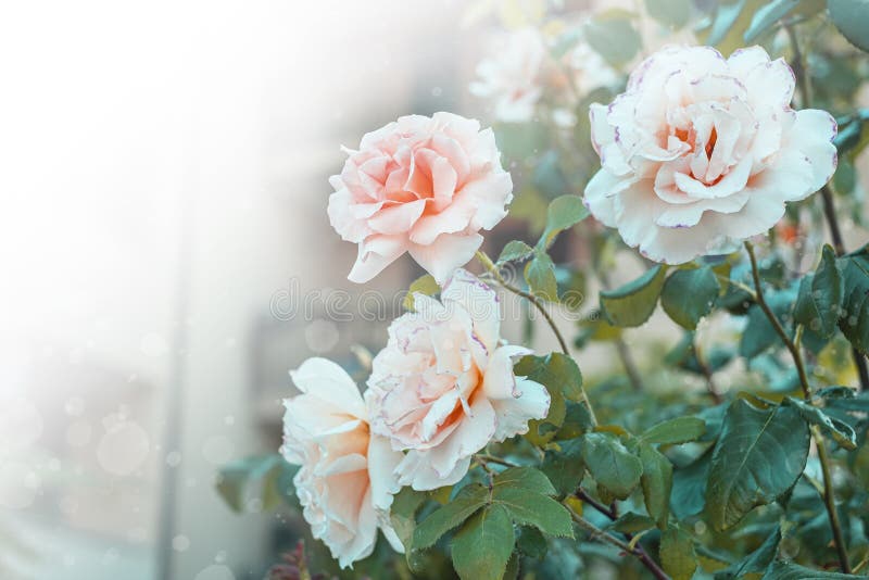 Bush White Roses in the Garden in the Sun Stock Image - Image of ...