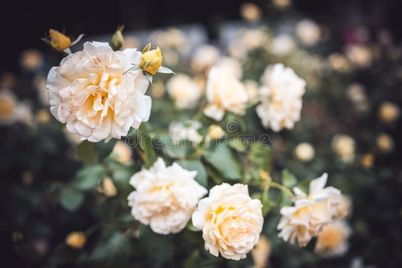 A Bush of White Roses in Summer Sunset Backlight. Selective Focus Macro ...