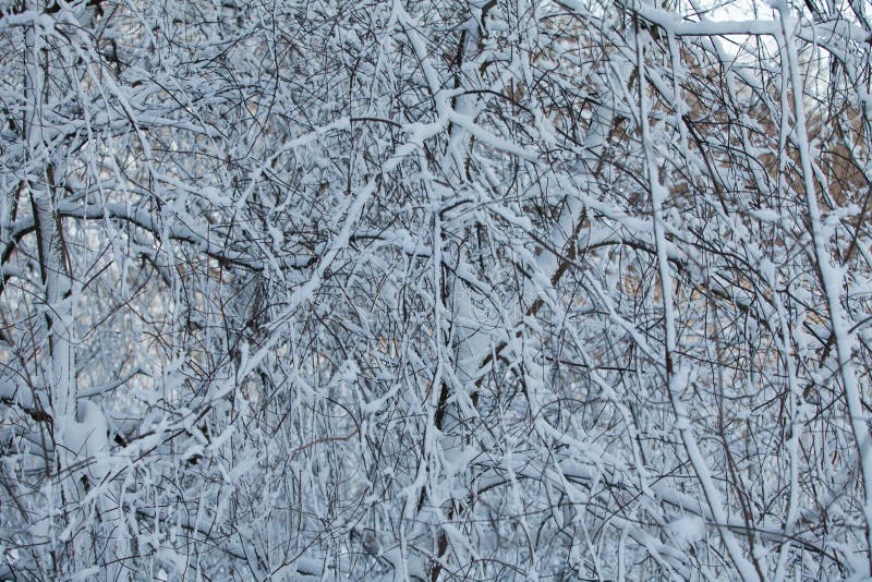 Bush White Snow on Branches Stock Image - Image of christmas, covered ...