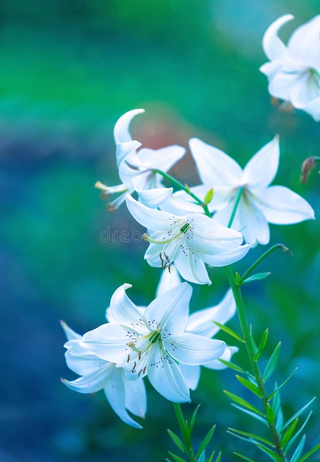 White True Lilies on a Blue Background Stock Photo - Image of fragrant ...