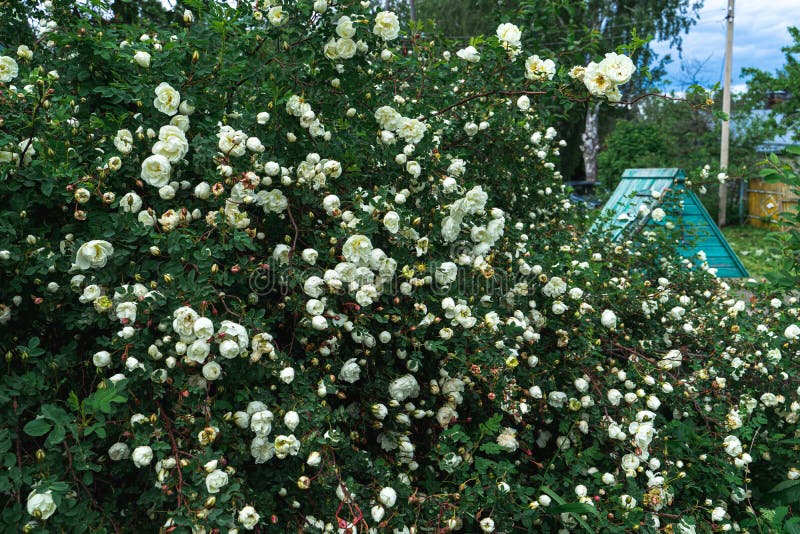 Bush of white wild roses stock photo. Image of roses - 191311372