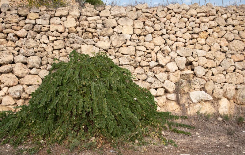 A Bush of Wild Capers Grows in Front of a Rustic Stone Wall in Southern ...