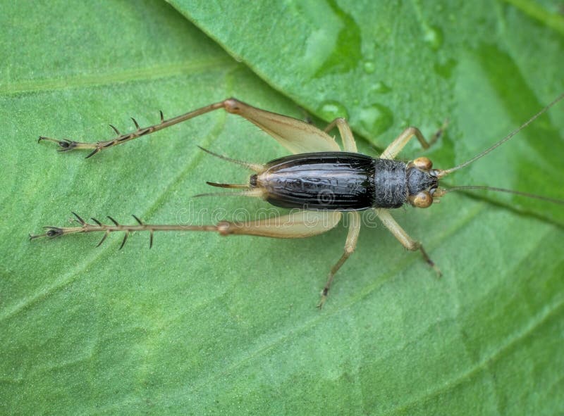 Bush Wild Cricket on the Green Leaf Stock Photo - Image of cricket ...