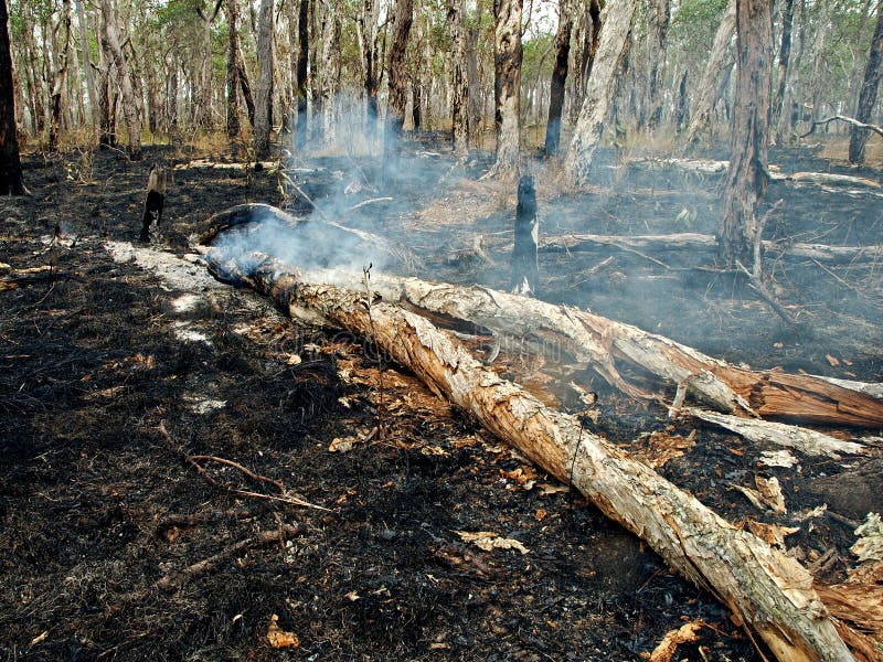 Bush fire stock photo. Image of burning, forest, fire - 10878286