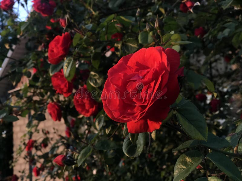 Bush of Wild Red Roses Near a Private House Stock Photo - Image of bush ...