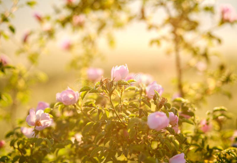 Bush Wild Roses in Warm Light of Sun, Soft Focus Stock Photo - Image of ...