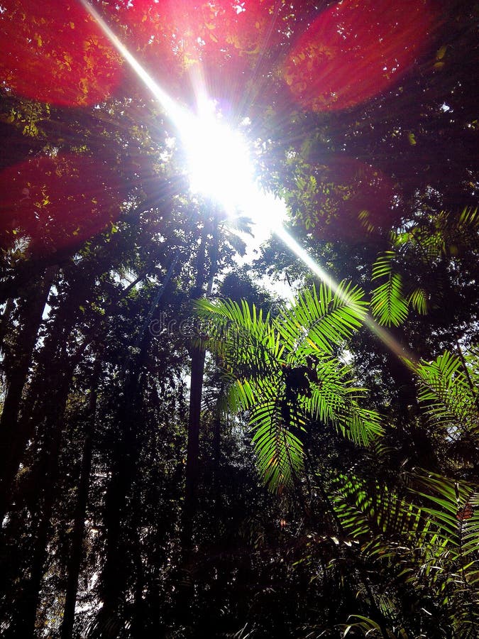 Bush Bush Wildlife Sanctuary, Nariva, Mayaro, Trinidad and Tobago Stock ...