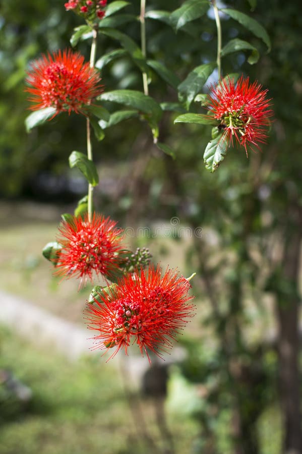 Combretum Erythrophyllum Bush Willow Stock Image - Image of bloom ...