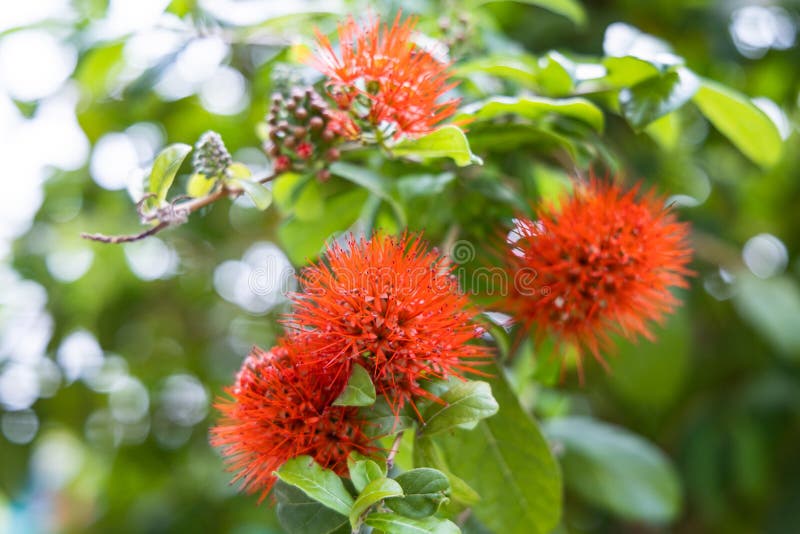 Bush Willow, Finger Lies on the Ground Stock Image - Image of garden ...