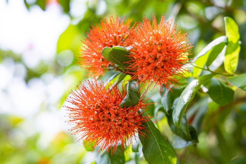 Bush Willow, Finger Lies on the Ground Stock Image - Image of detail ...