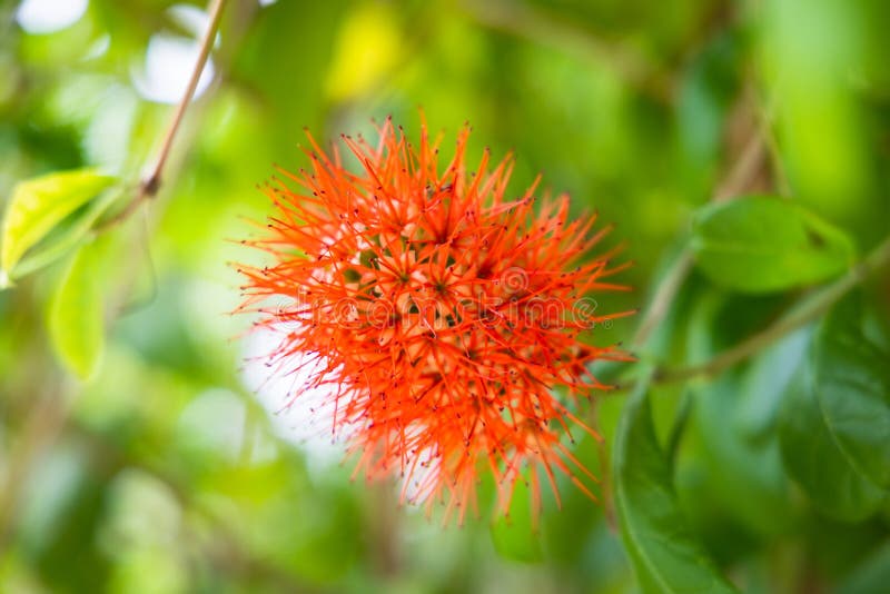 Bush Willow, Finger Lies on the Ground Stock Photo - Image of blossom ...