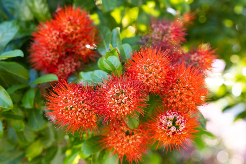 Bush Willow, Finger Lies on the Ground Stock Photo - Image of ...