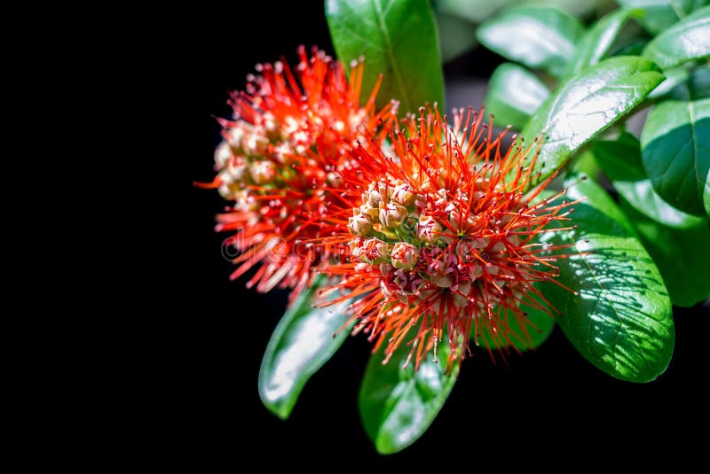 Scarlet Willow Flower Stock Photos - Free & Royalty-Free Stock Photos ...