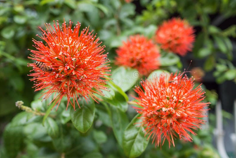 Scarlet Willow Flower Stock Photos - Free & Royalty-Free Stock Photos ...