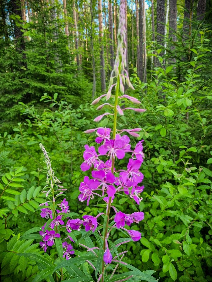 Bush of Willow-herb in the Summer Forest Stock Image - Image of fresh ...