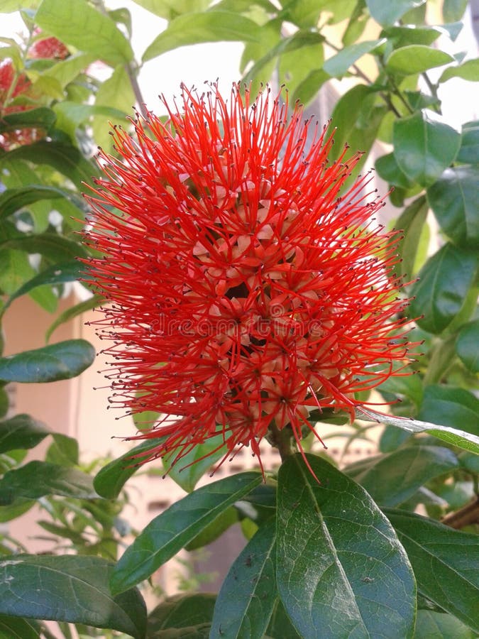 Bush willow stock photo. Image of flower, combretaceae - 57183518