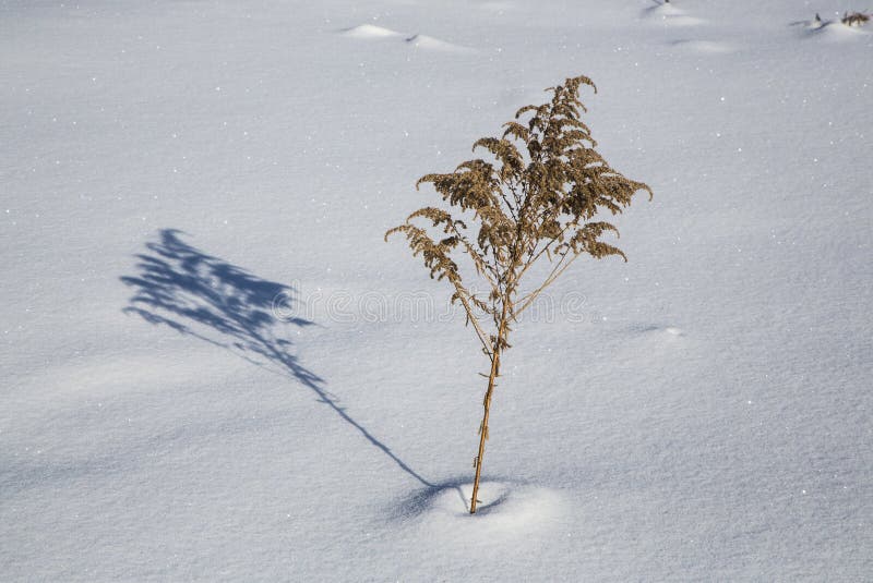 Winter Landscape of Bush and Shadow. Stock Photo - Image of medicine ...