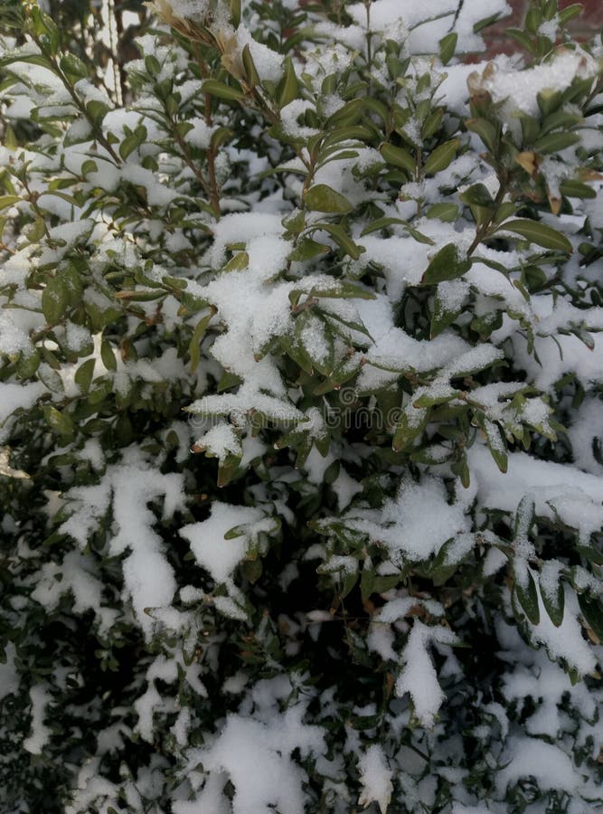 Bush in winter stock image. Image of winter, bush, nature - 133787017