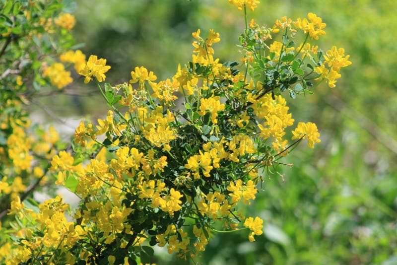 Little Yellow Flowers On Bush In Springtime Stock Photo - Image of ...