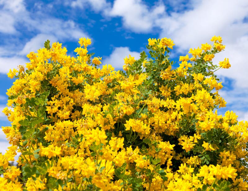 Bush of yellow flowers stock photo. Image of yellow, plants - 30639114