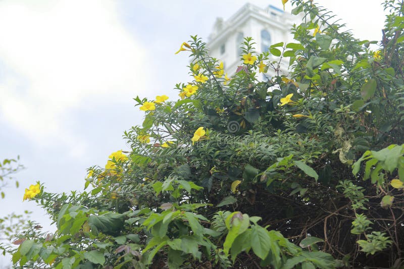 A Bush with Yellow Flowers Grows in the Park Stock Photo - Image of ...