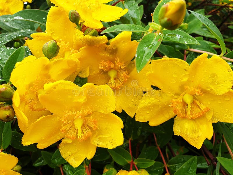 Yellow Flowers Hypericum Calycinum or Hypericum Perforatum Stock Image ...