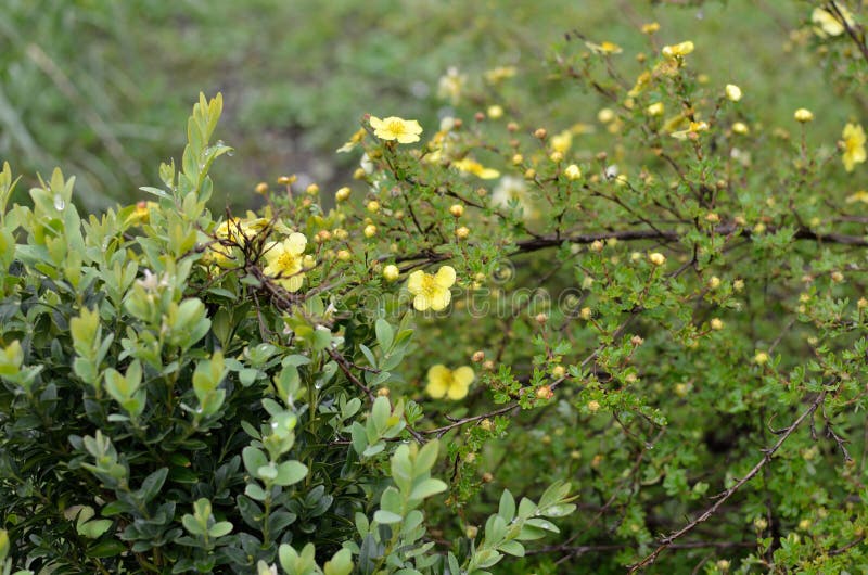 Bush with Yellow Flowers stock image. Image of allergy - 72160383