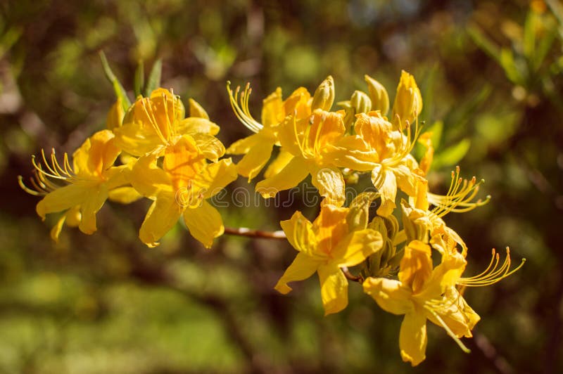 Bush with yellow flowers stock photo. Image of bush, growth - 55323420