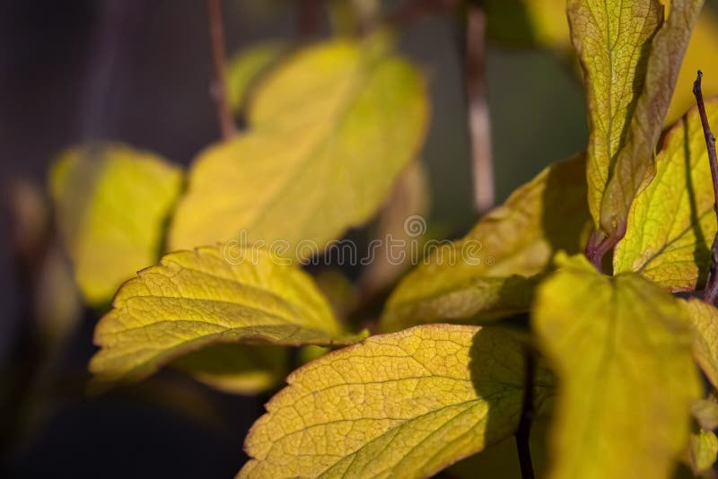 Bush with Yellow Fresh Leaves Natural Macro Wallpaper Stock Photo ...