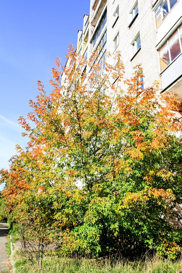 Bush with Yellow Leaves on the Background of a Multi-storey Building ...