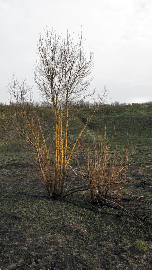 A bush with yellow stems stock image. Image of bush - 207492241