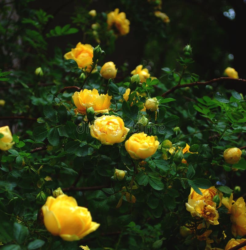 Bush of Yellow Tea Roses Close-up Stock Photo - Image of gardening ...