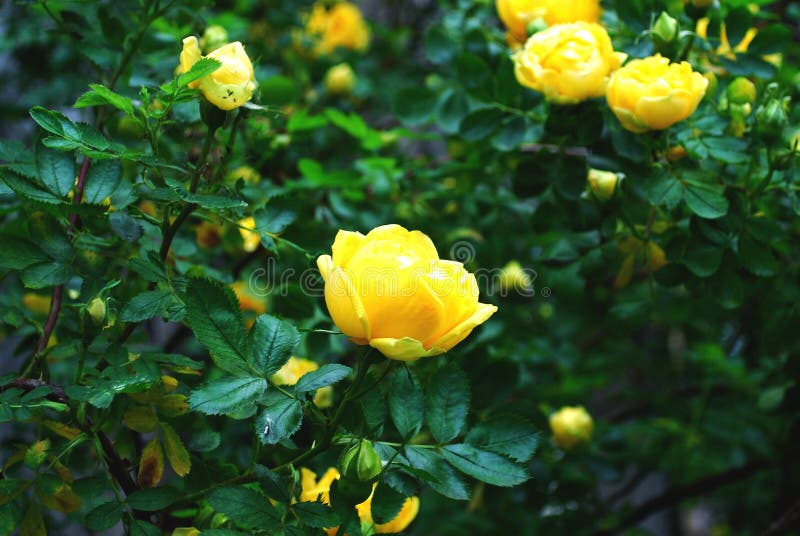 Bush of Yellow Tea Roses Close-up Stock Photo - Image of leaf, macro ...